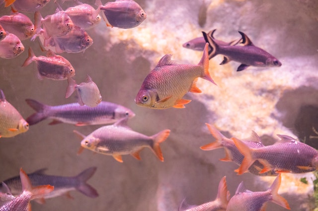 10 Reasons Why Fish Make Great First Pets