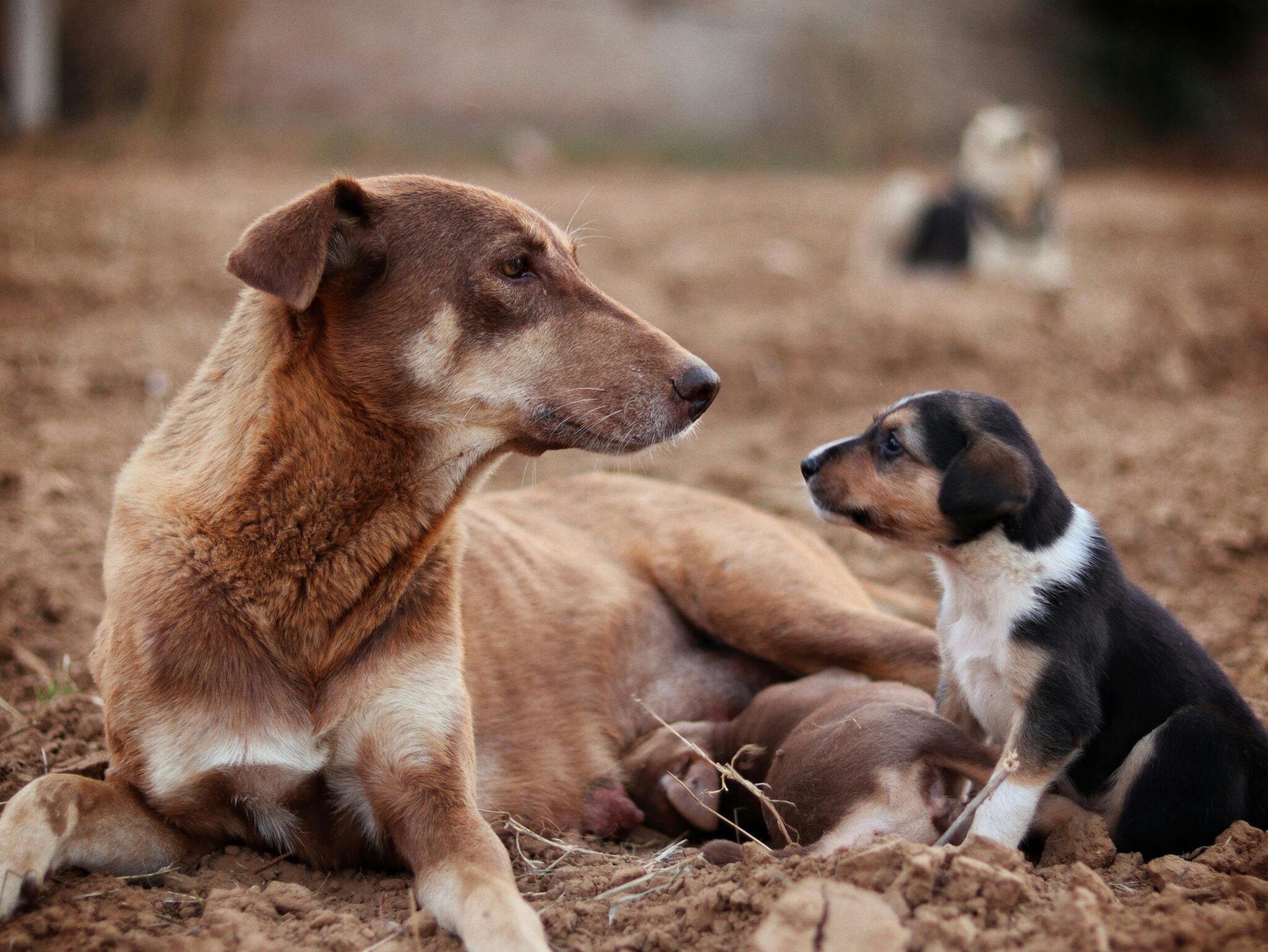 How Dogs Grow From Puppies to Adults: A Simple Life Cycle Guide